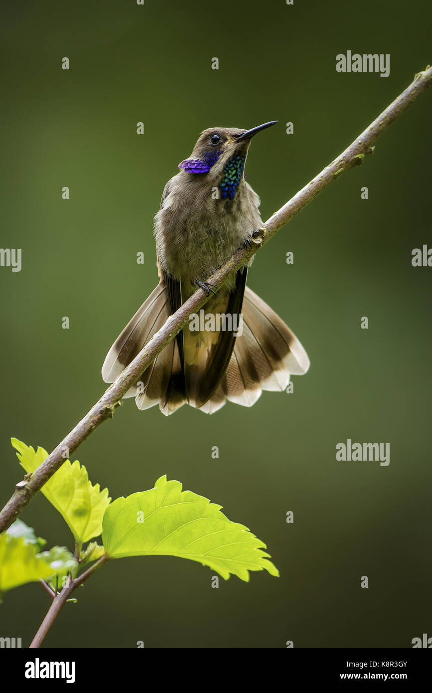 Brown Violetear (Colibri delphinae), displaying throat and "ear" colors ...