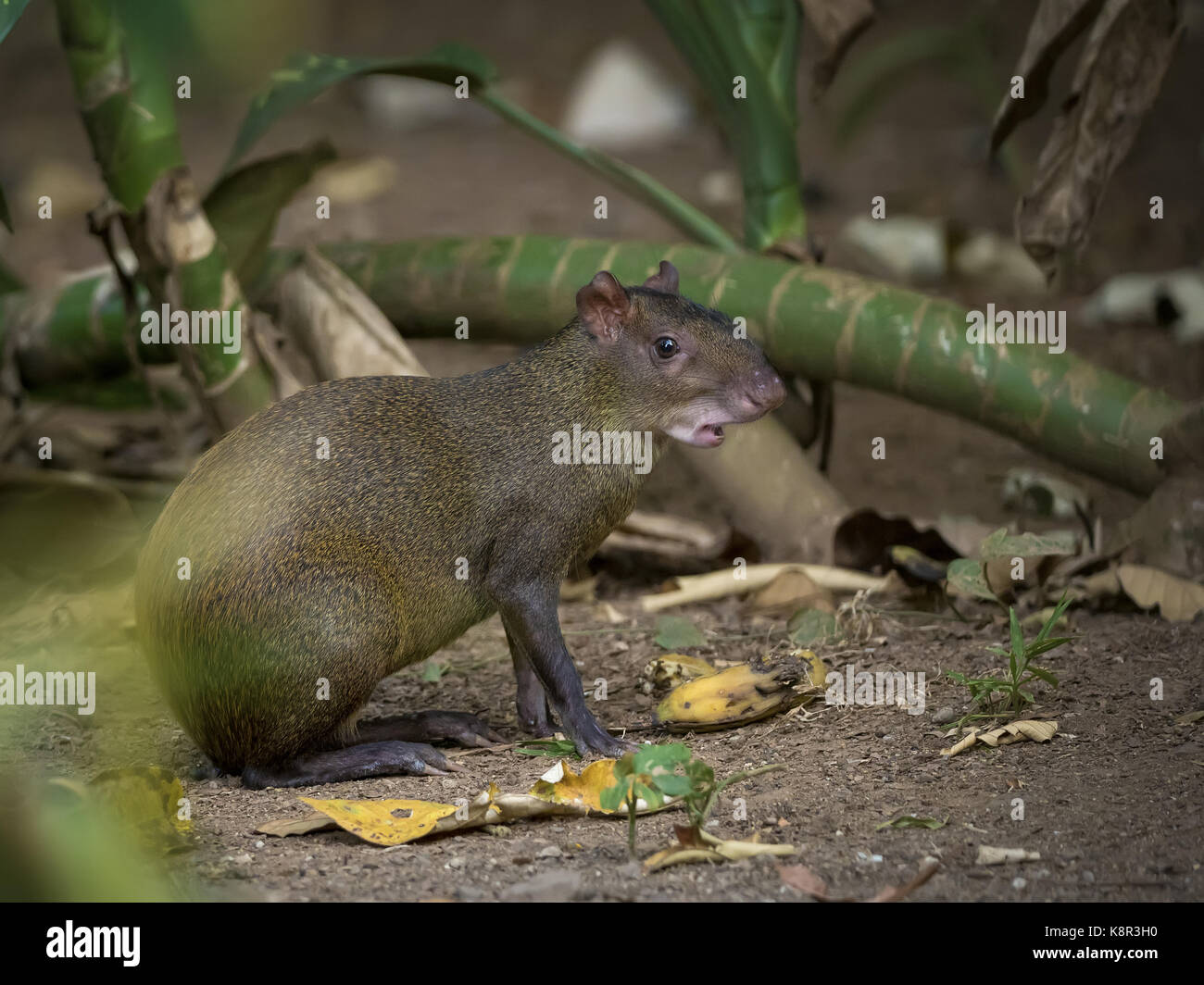 Central American Agouti (Dasyprocta punctata), Gamboa, Panama, March ...