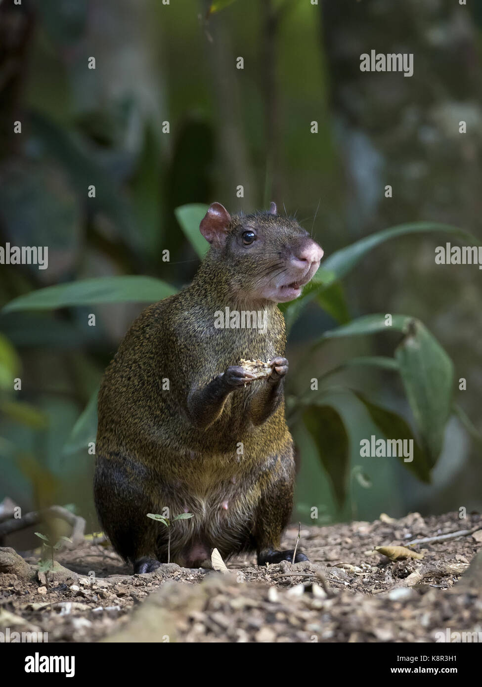 Central American Agouti (Dasyprocta punctata), Gamboa, Panama, March ...