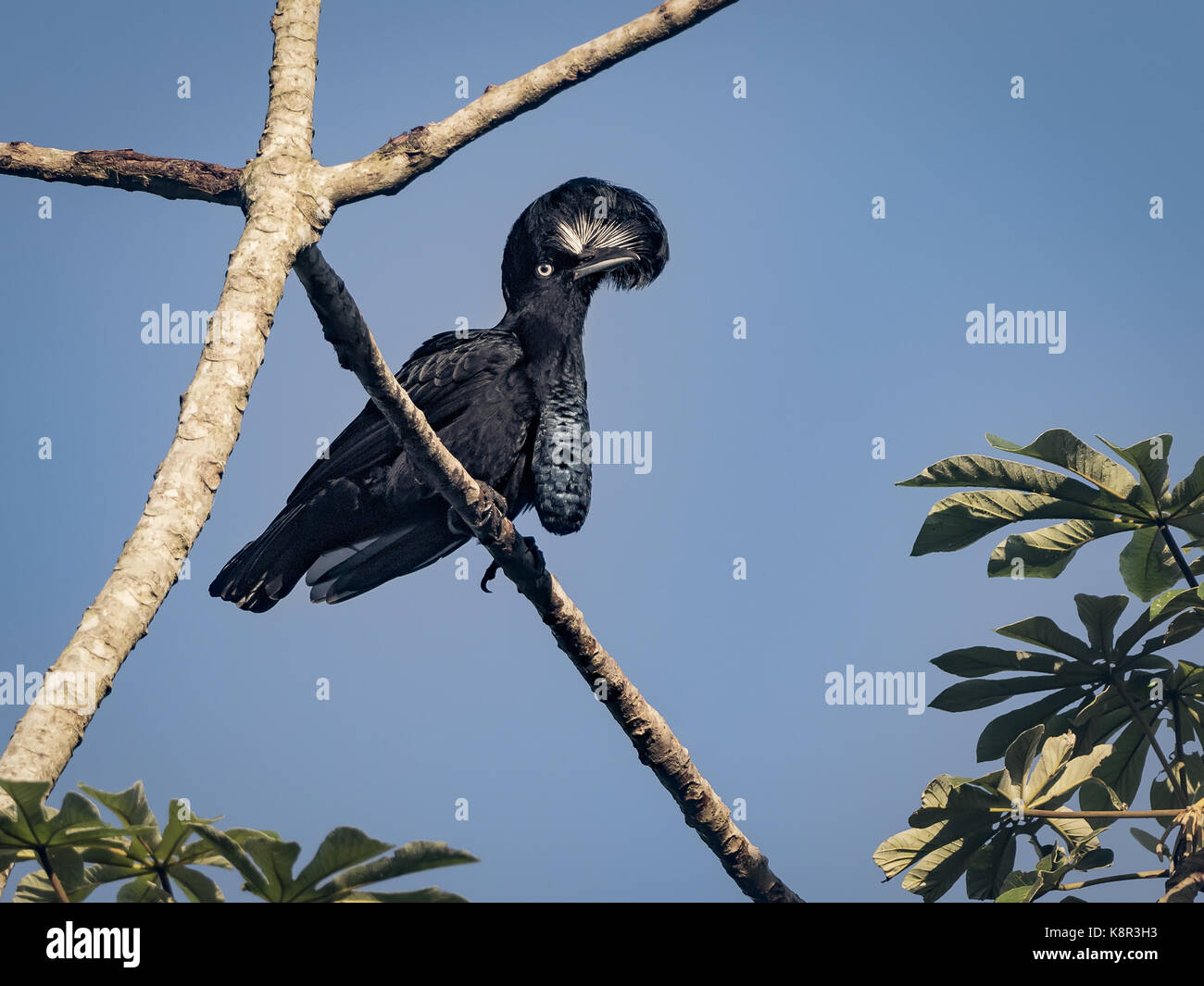Umbrellabird hi-res stock photography and images - Alamy