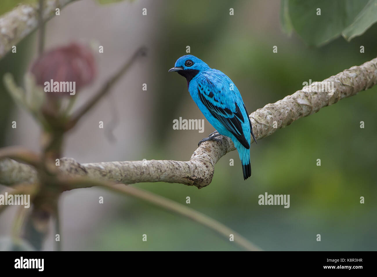 Blue Cotinga (Cotinga nattererii), Gamboa, Panama, July Stock Photo - Alamy