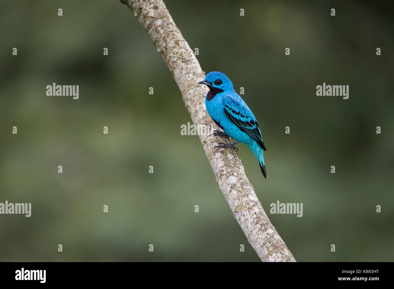 Blue Cotinga (Cotinga nattererii), Gamboa, Panama, July Stock Photo - Alamy