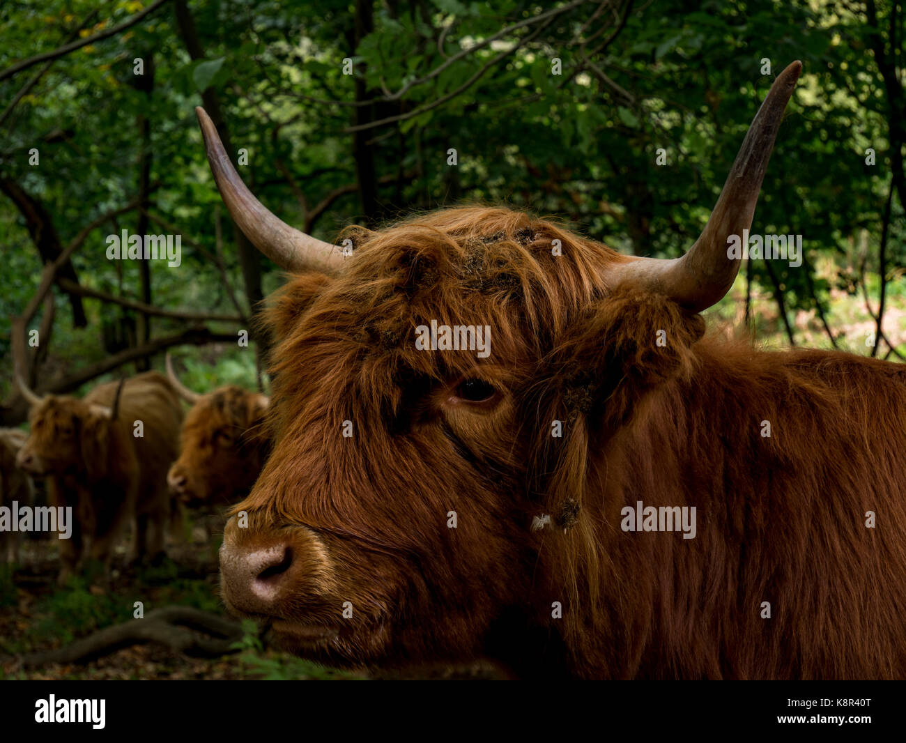 Highland cattle aberdeen angus hi-res stock photography and images - Alamy