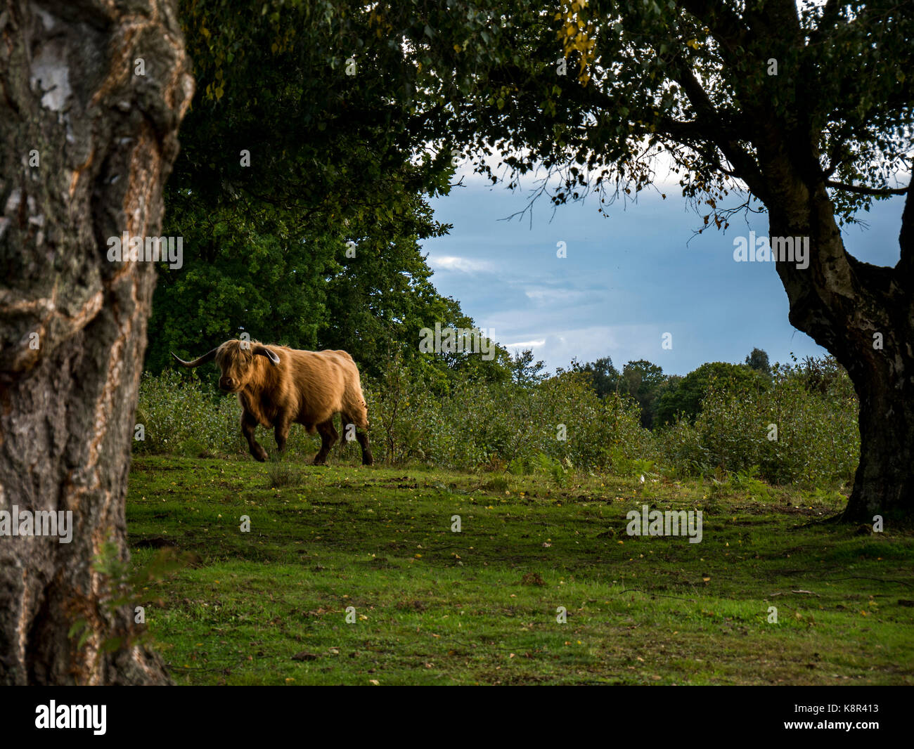 Highland cattle images, on Hothfield Common nature reserve, Kent Stock ...