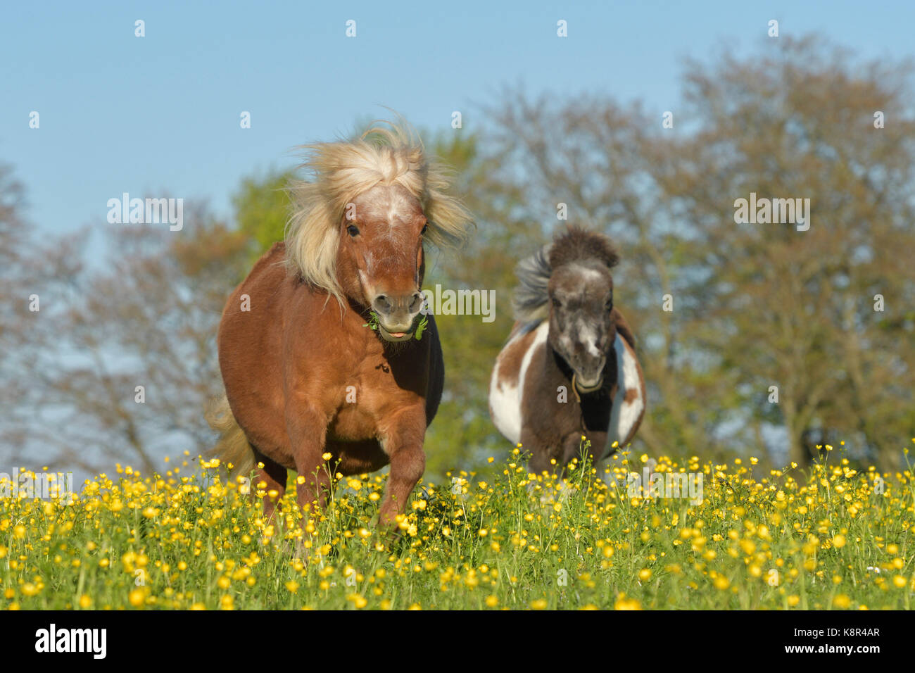 Two Shetland Ponies Stock Photo - Alamy