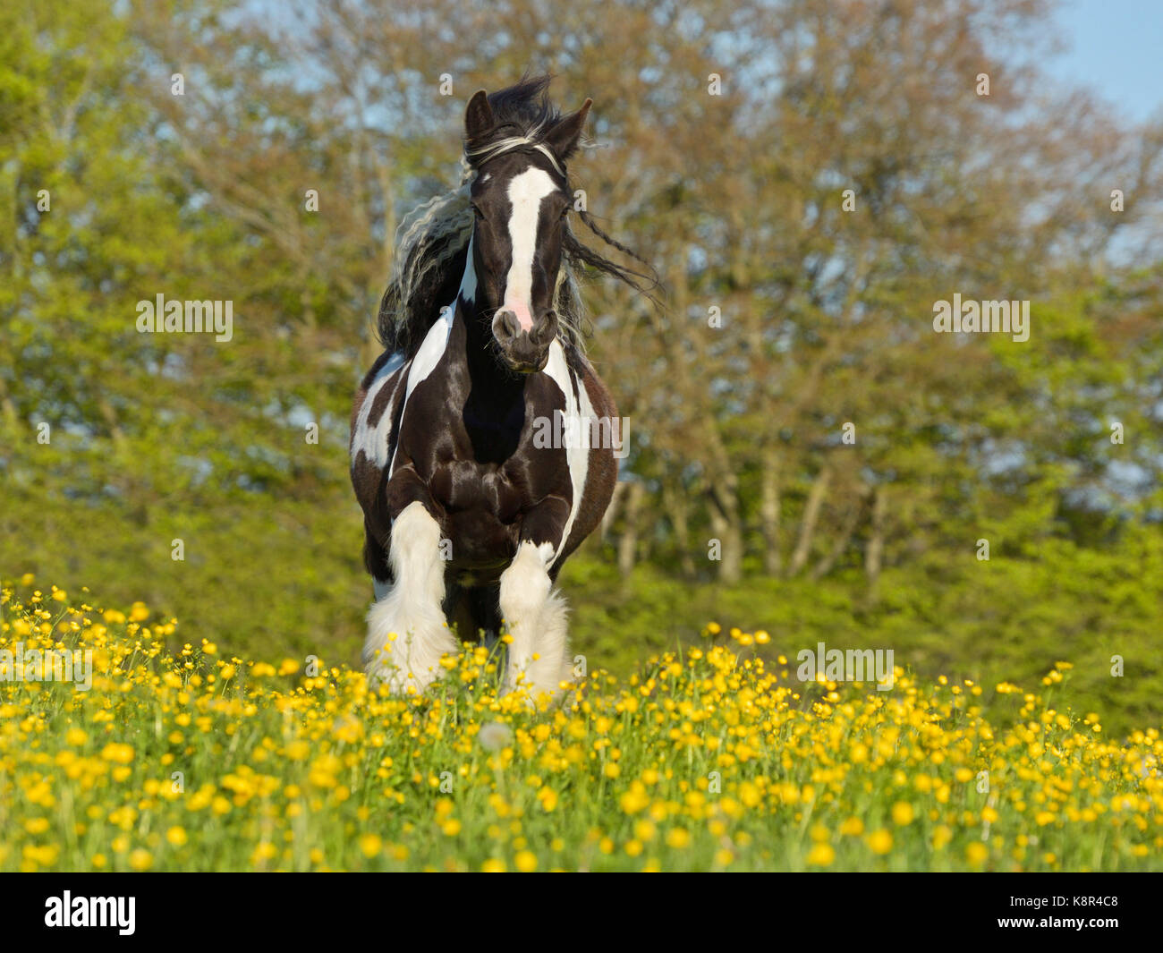 Cob horse hi-res stock photography and images - Alamy