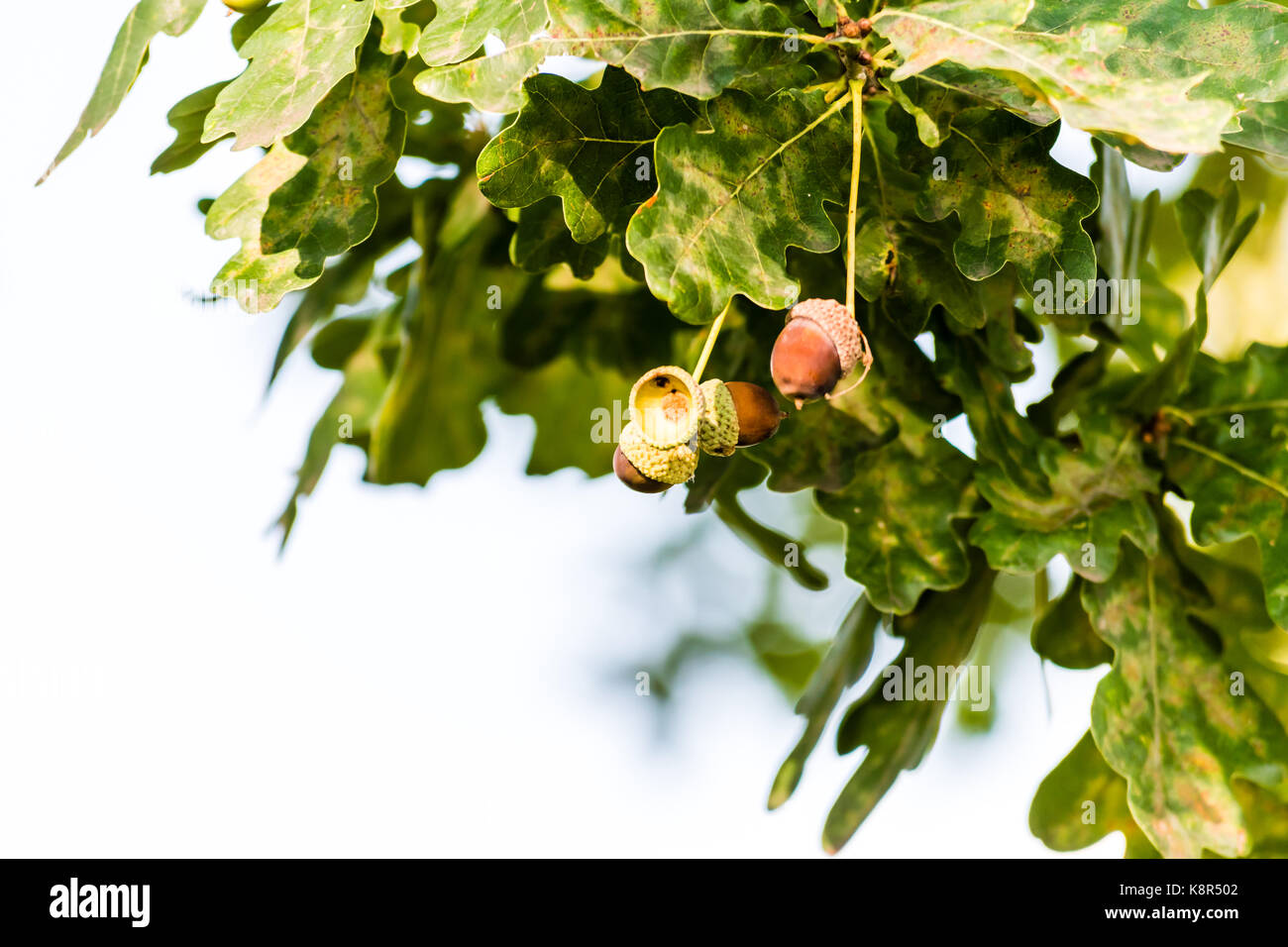 Ripe brown acorns growing on a tree. Closeup shot, green smooth ...