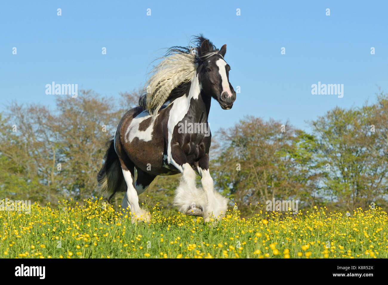 Cob horse hi-res stock photography and images - Alamy