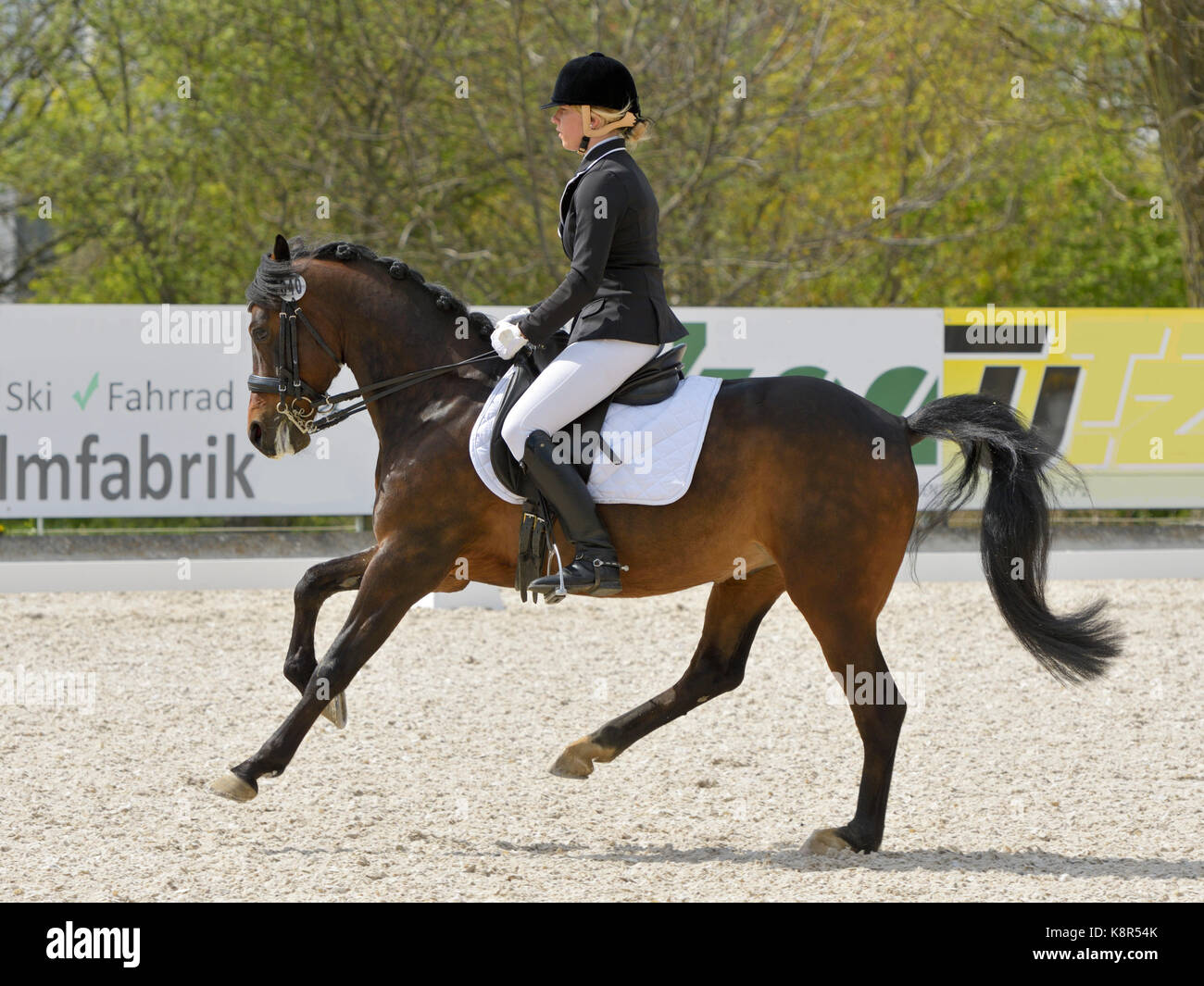 Medium canter hi-res stock photography and images - Alamy