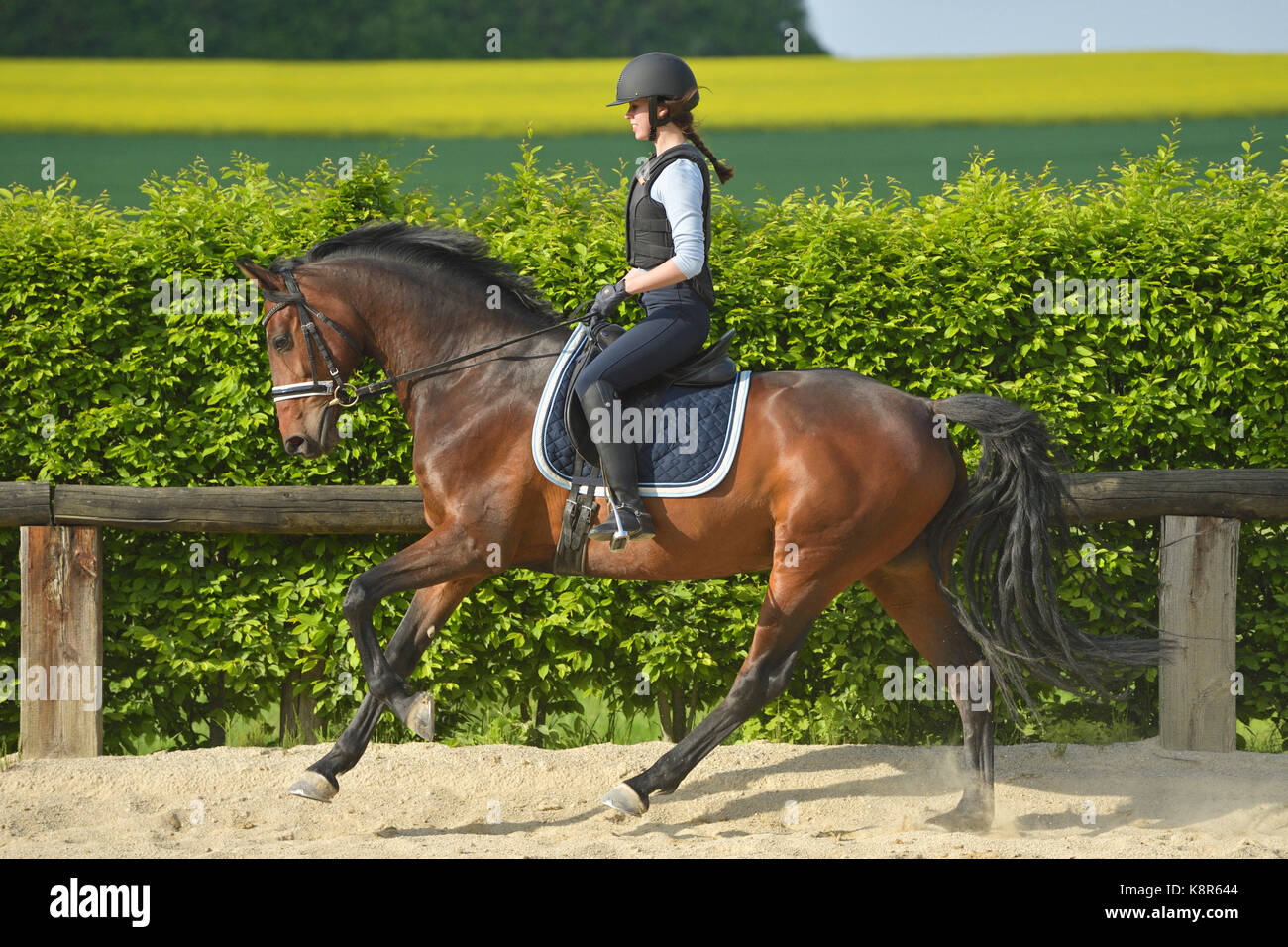 Young dressage rider wearing riding hi-res stock photography and images ...