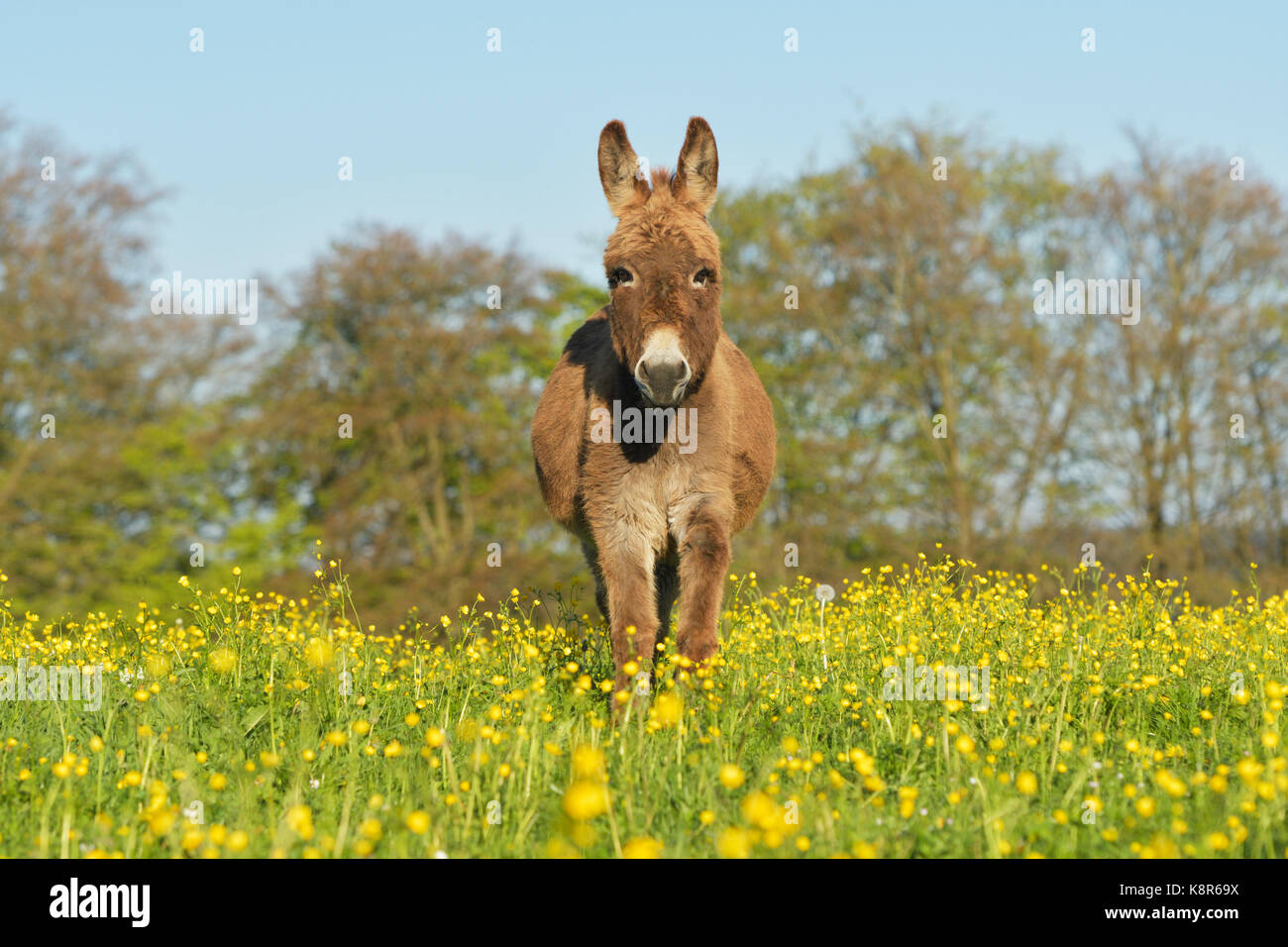Donkey running in a meadow Stock Photo - Alamy