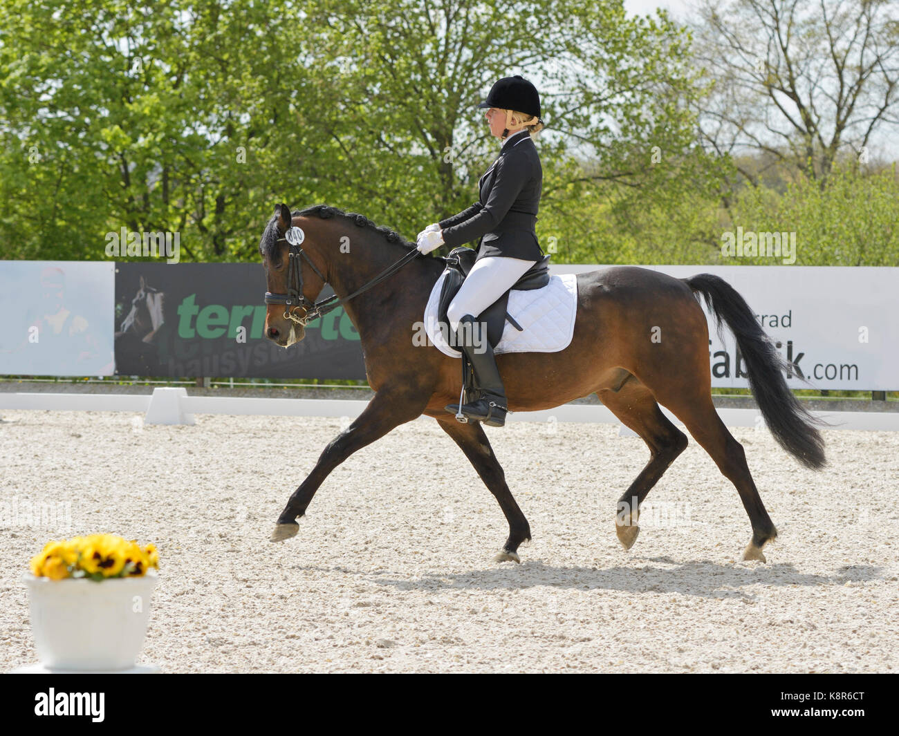 Dressage Extended Trot Silhouette