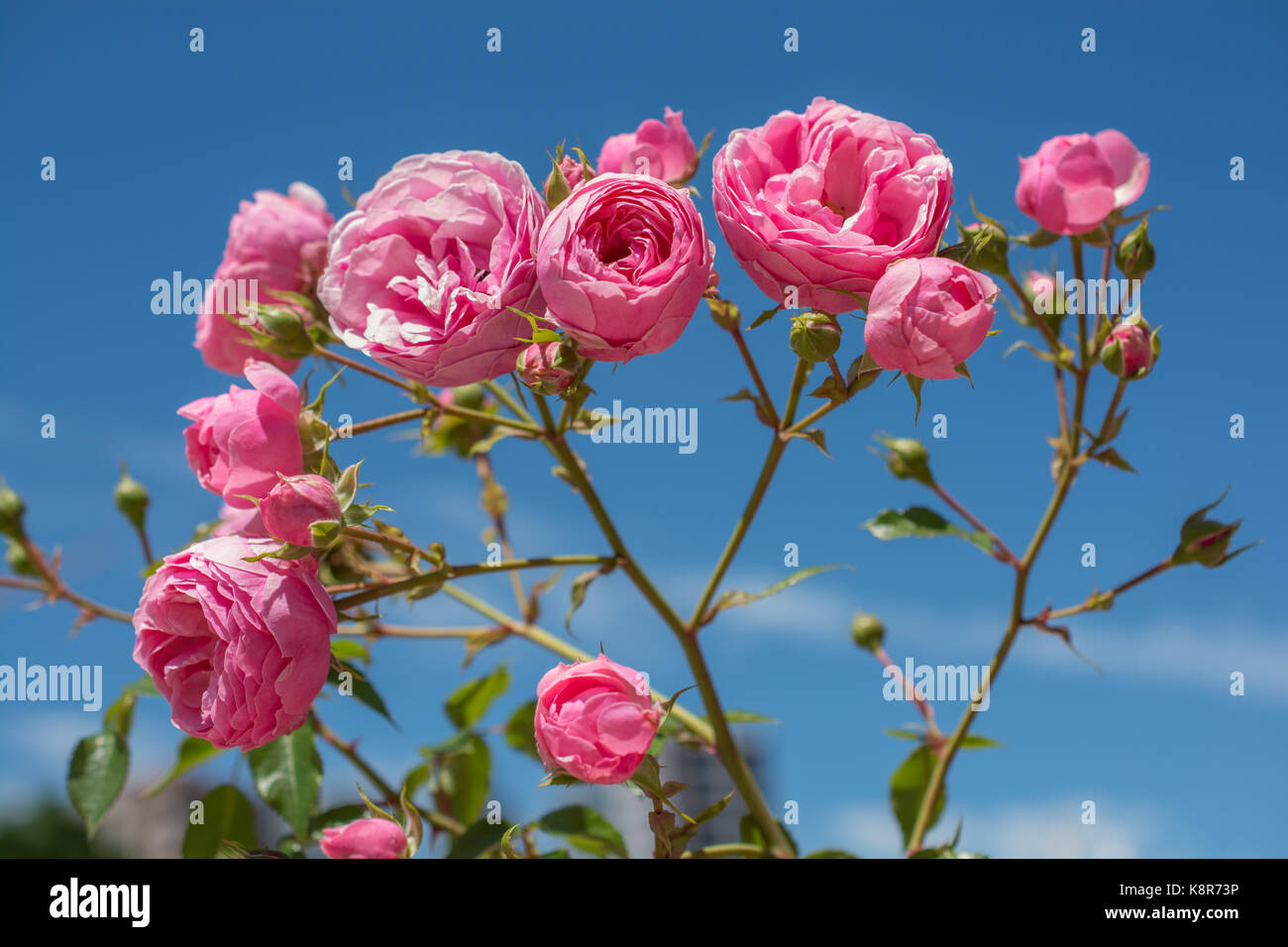 Beautiful colorful roses in a rose garden Stock Photo - Alamy