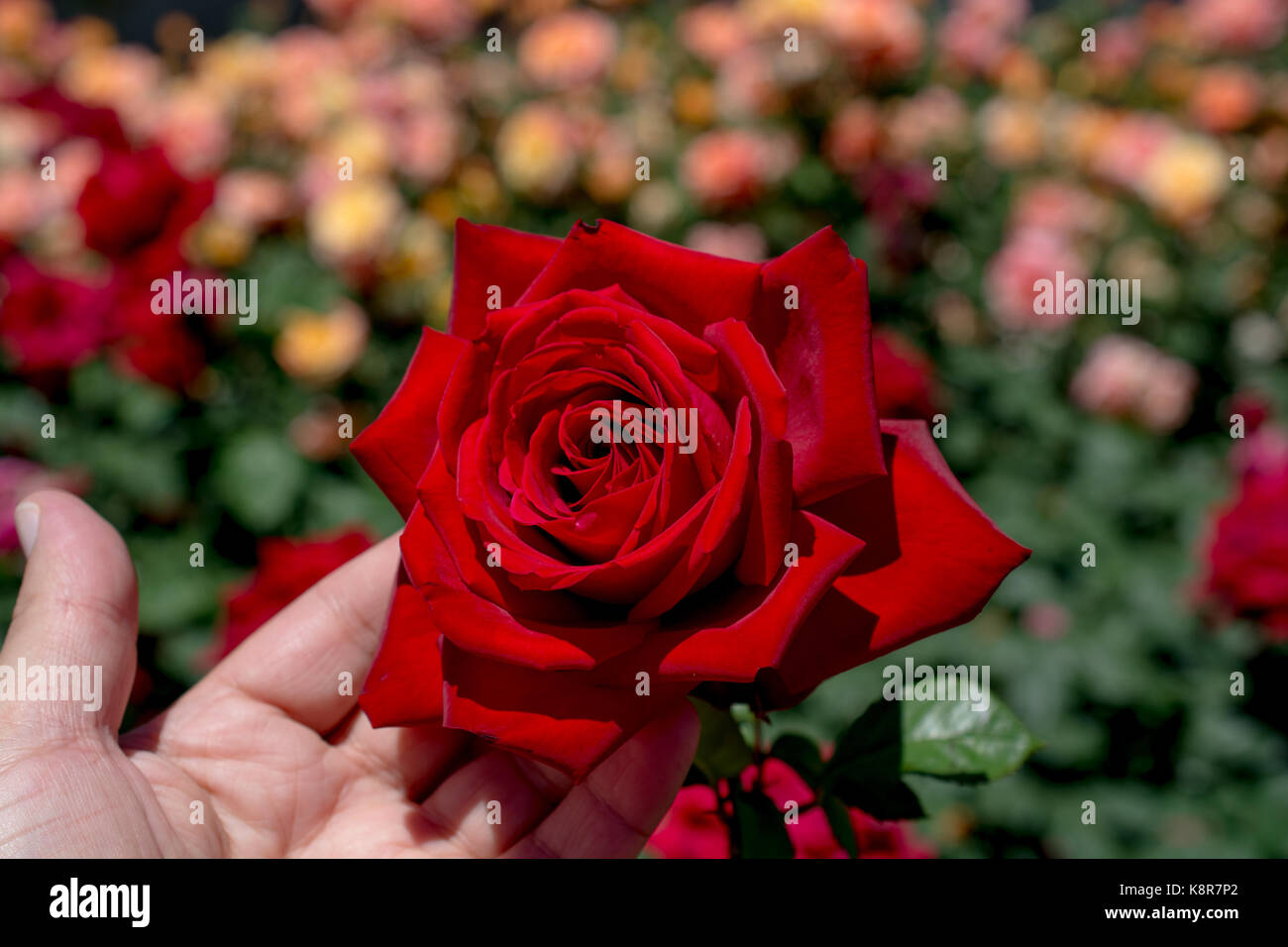 Beautiful colorful rose in hand Stock Photo - Alamy