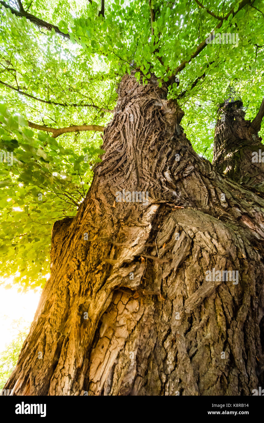 Close-up view of the old and big tree, from down to the treetop with ...