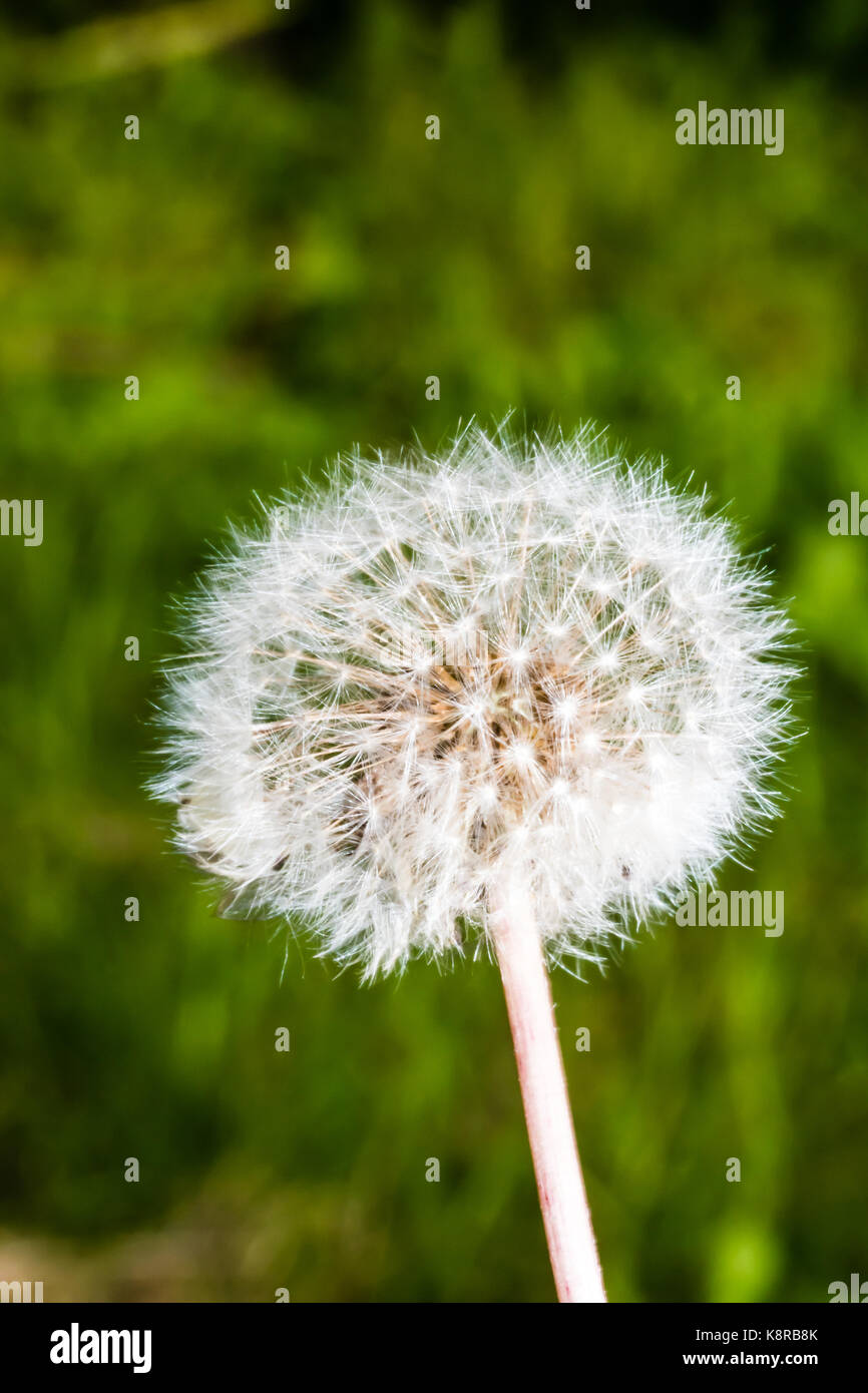 Detail of dandelion's head full of white ripe seeds. Selective focus ...