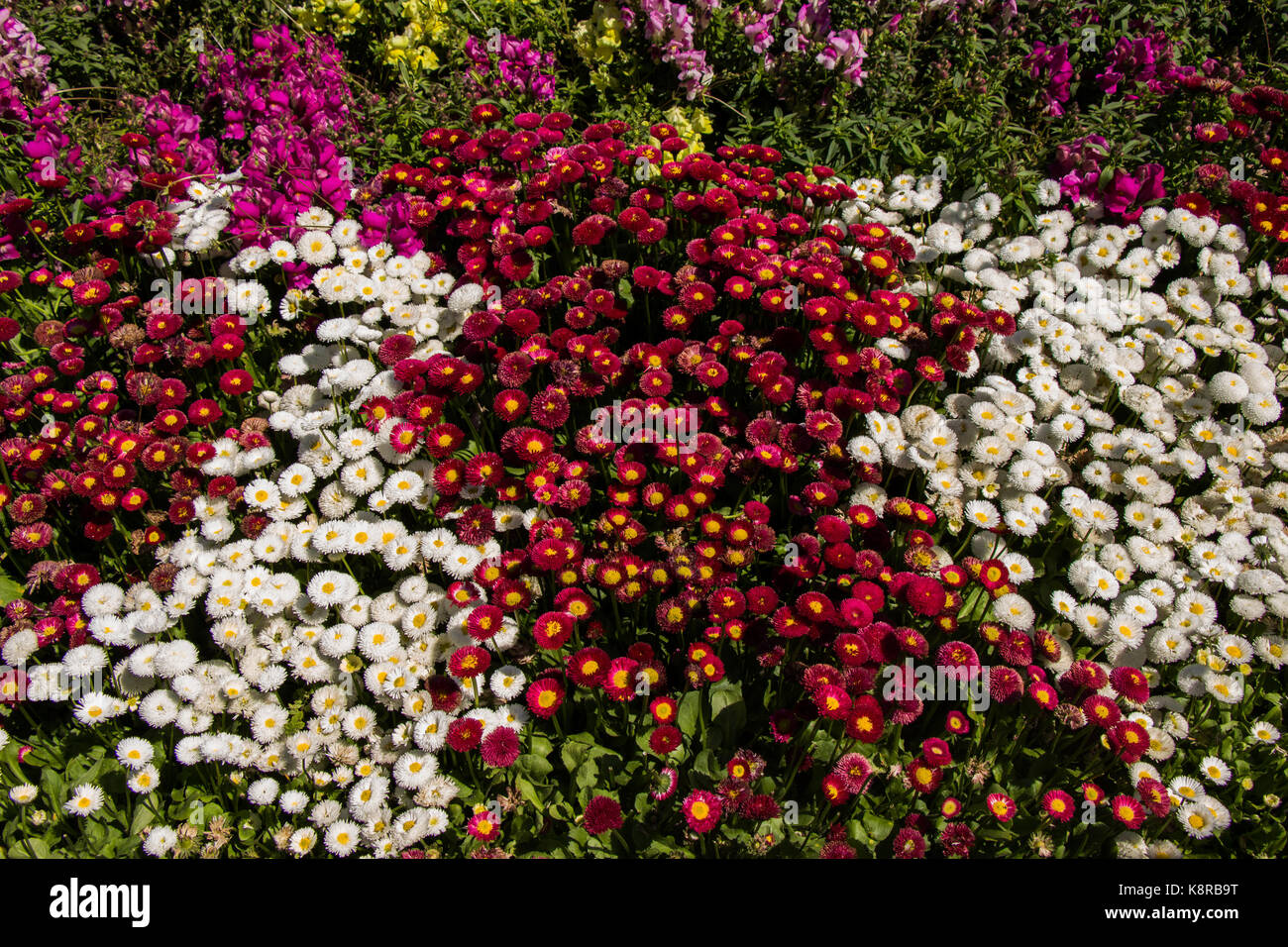 Blooming spring flowers as a colorful background Stock Photo - Alamy