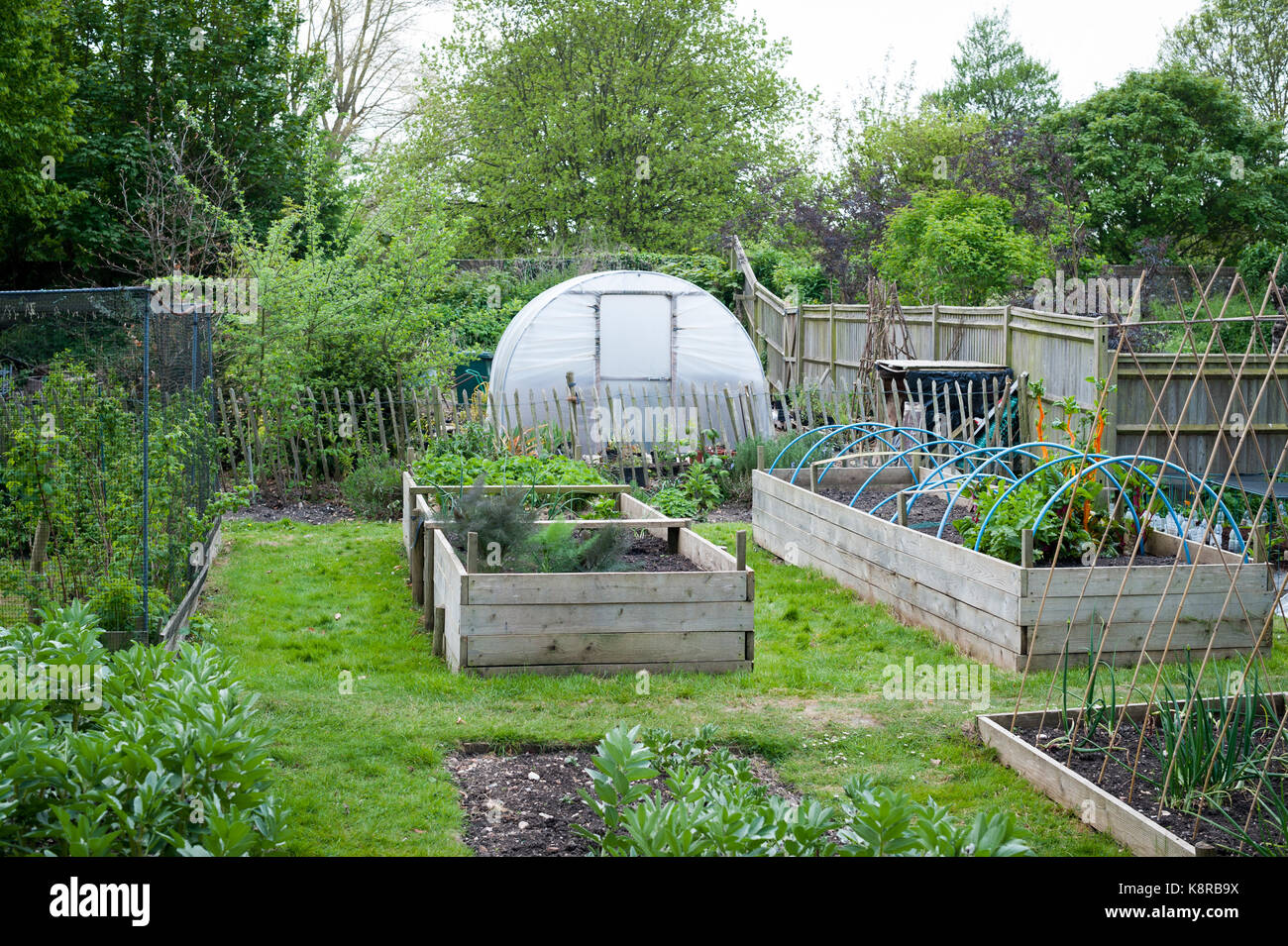 A polytunnel in a garden vegetable plot at Chichester in West Sussex ...