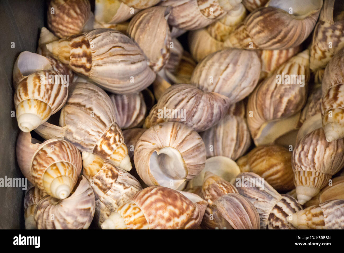Same type of sea shells collected for decorative purposes Stock Photo ...