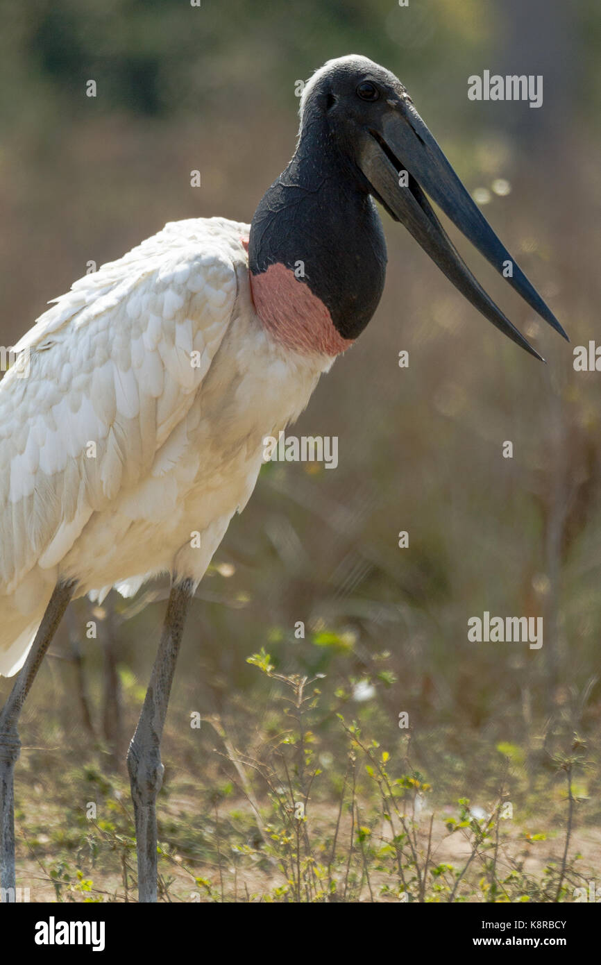 Tuiuiu High Resolution Stock Photography and Images - Alamy