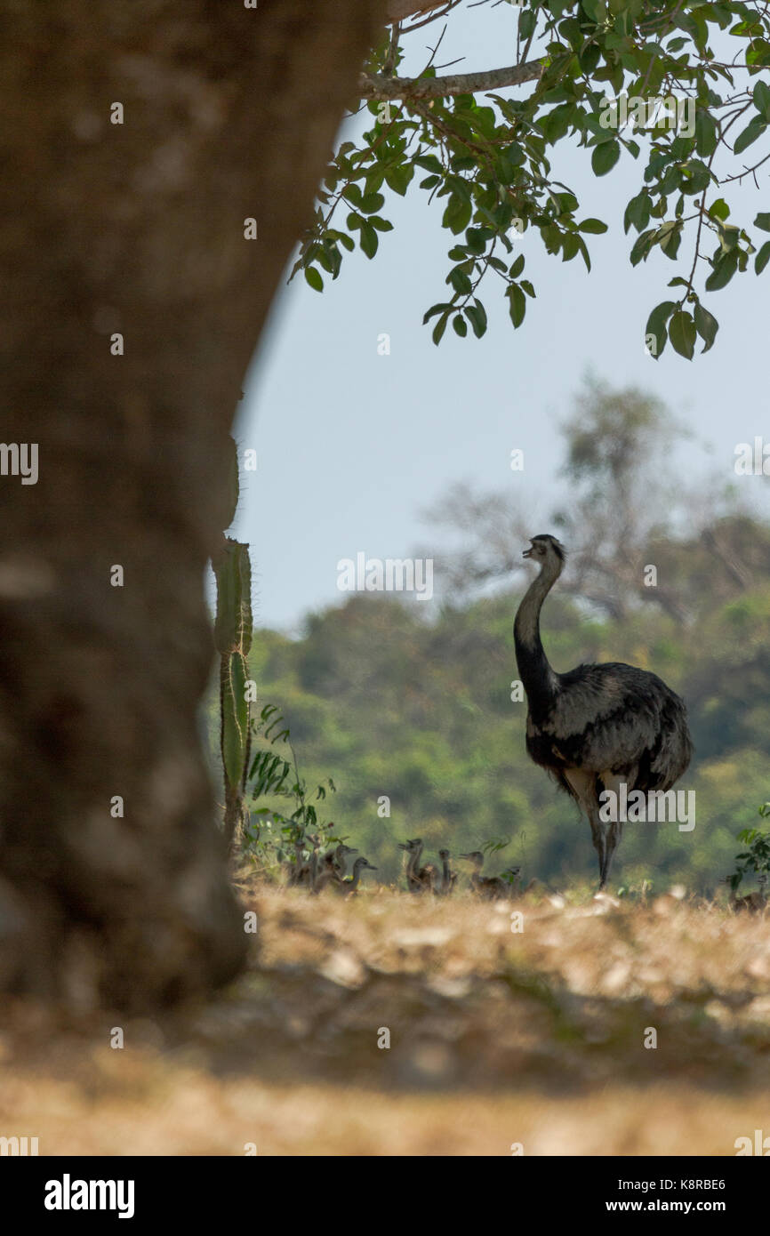 Pterocnemia pennata lesser rhea hi-res stock photography and images - Alamy
