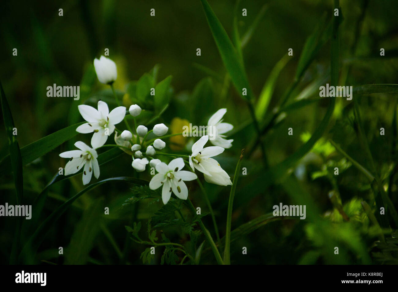 Snow white flowers hi-res stock photography and images - Alamy