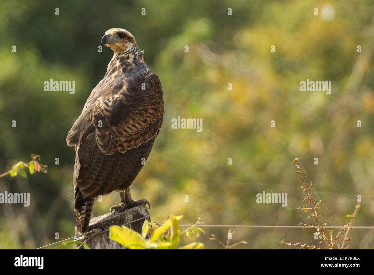 Brazilian savana hi-res stock photography and images - Alamy