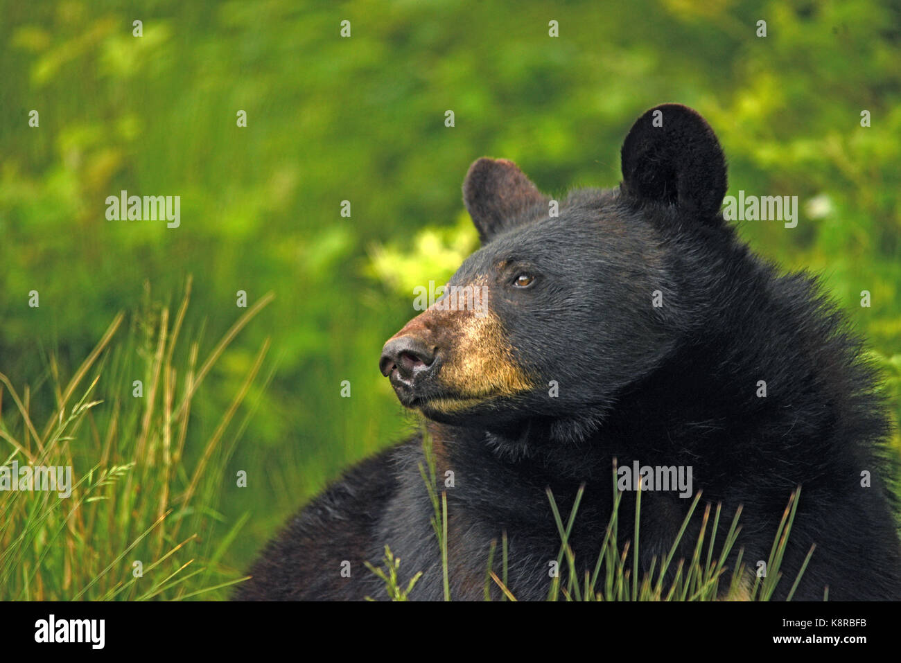Bear laying on back hi-res stock photography and images - Alamy