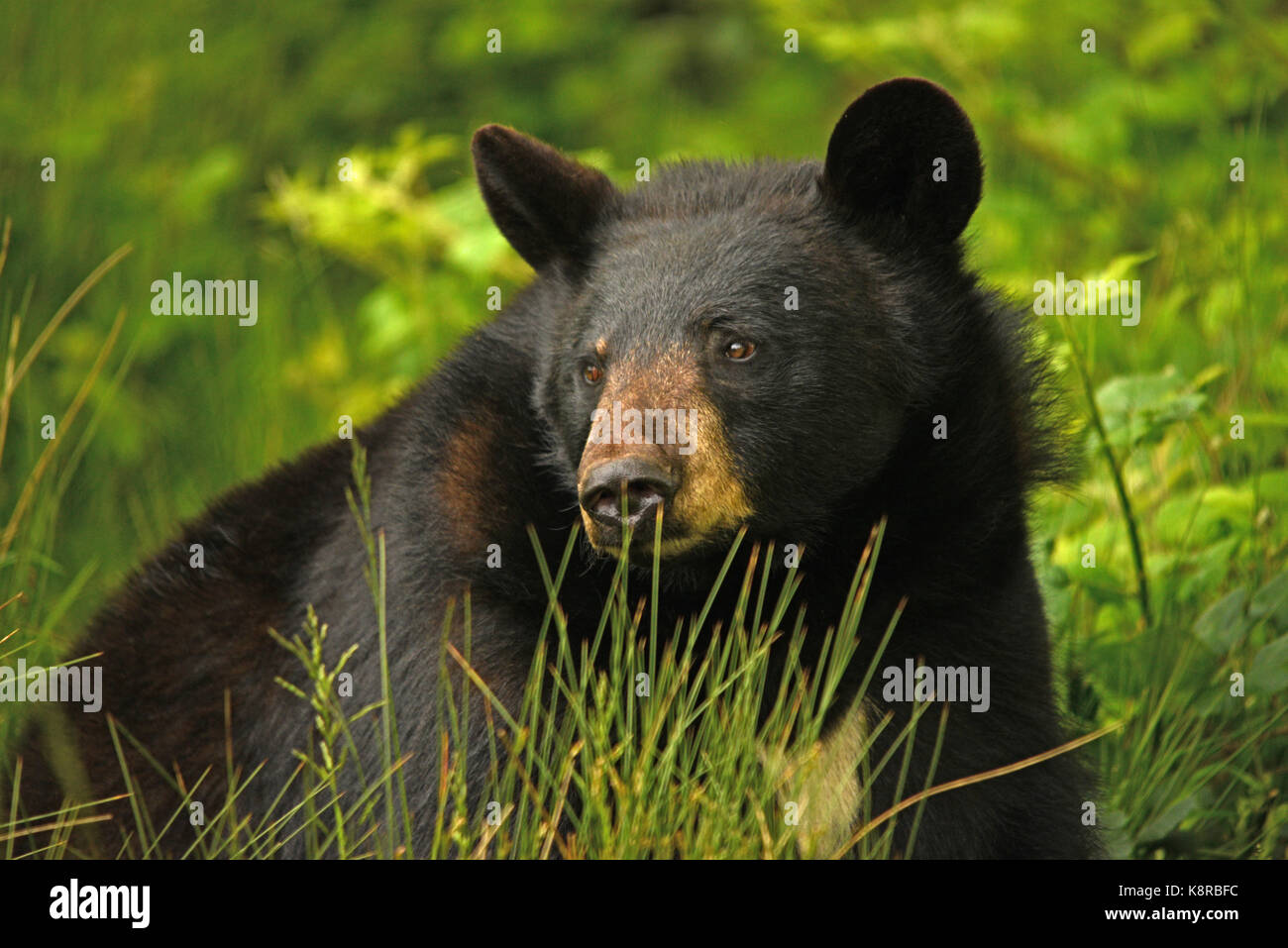 Bear laying on back hi-res stock photography and images - Alamy