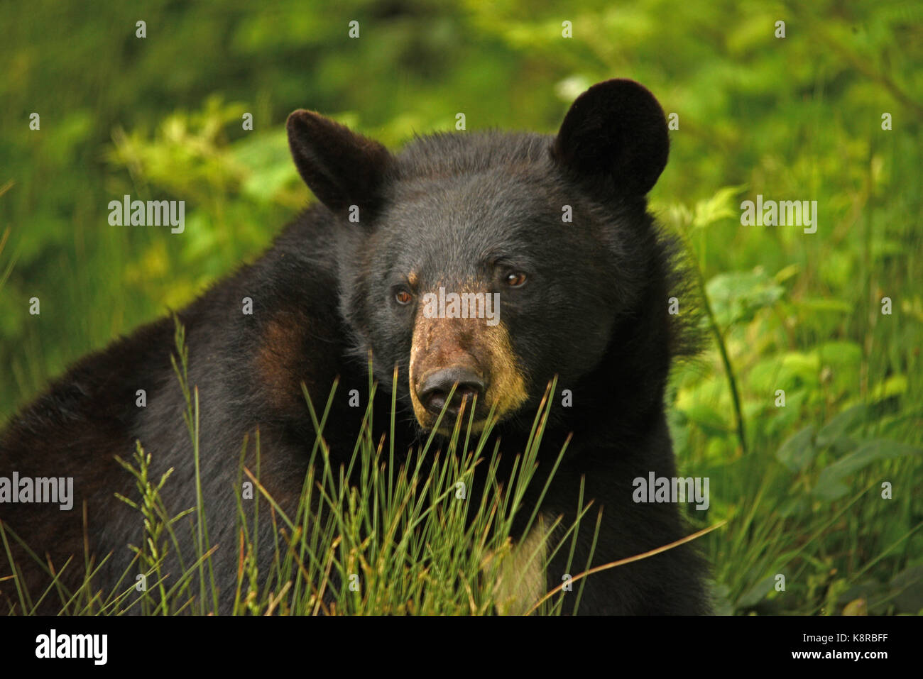 Bear laying on back hi-res stock photography and images - Alamy