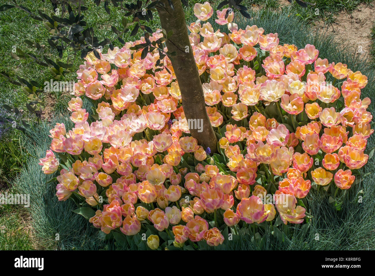 Tulip Flowers Blooming around tree trunk in Spring Season Stock Photo ...