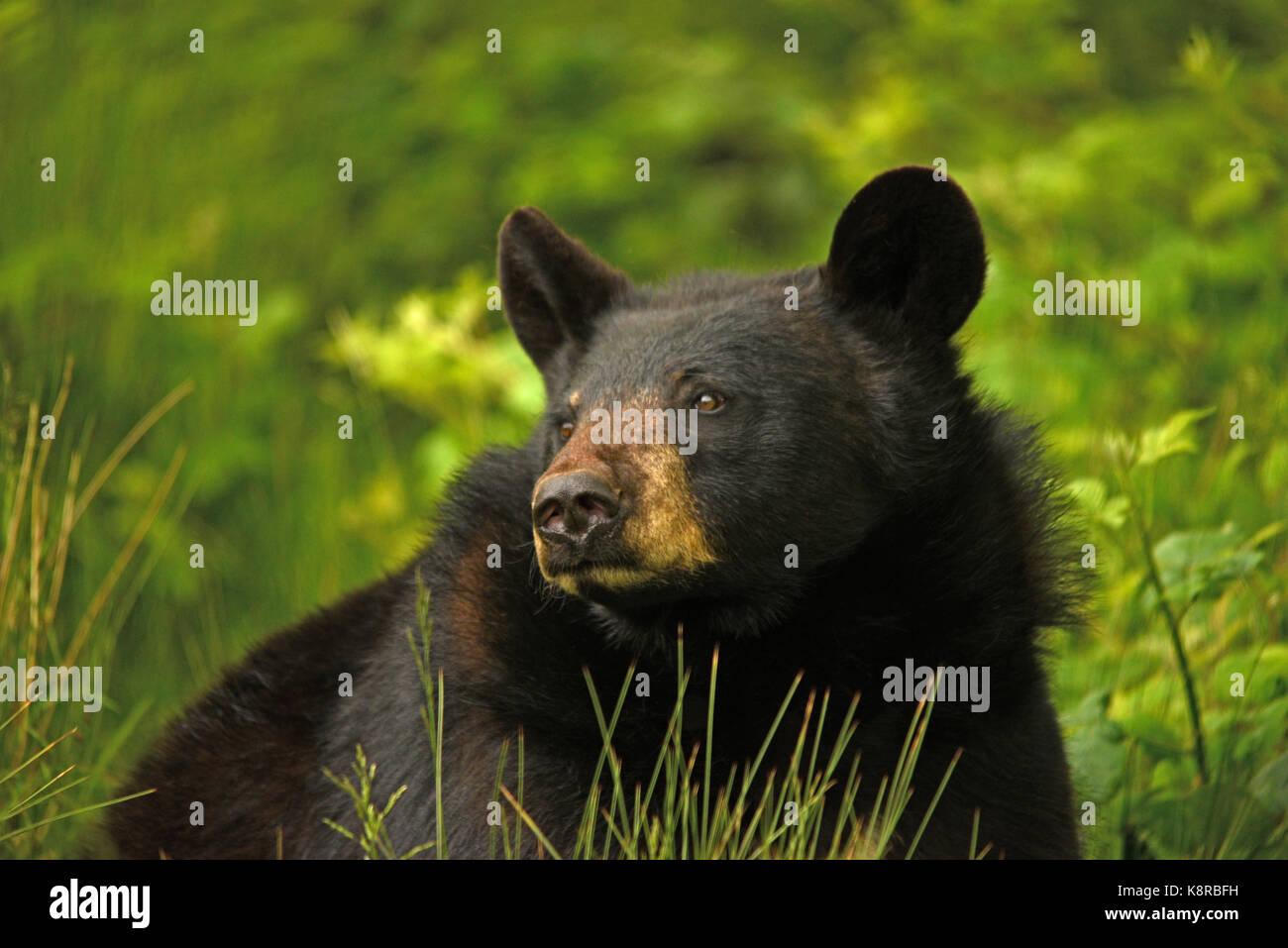 Bear laying on back hi-res stock photography and images - Alamy