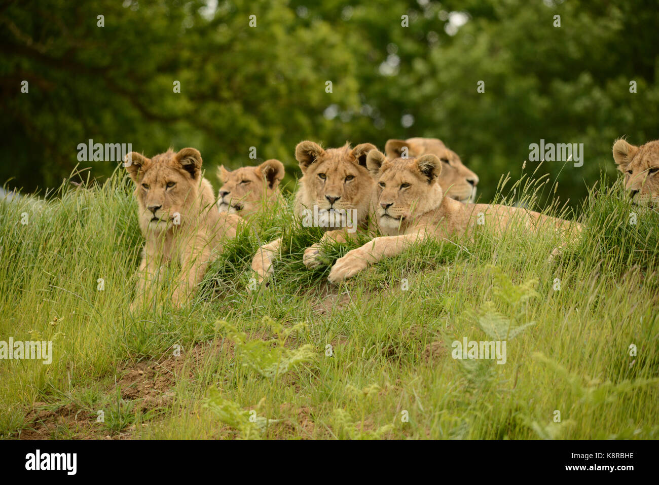 Contened lion hi-res stock photography and images - Alamy