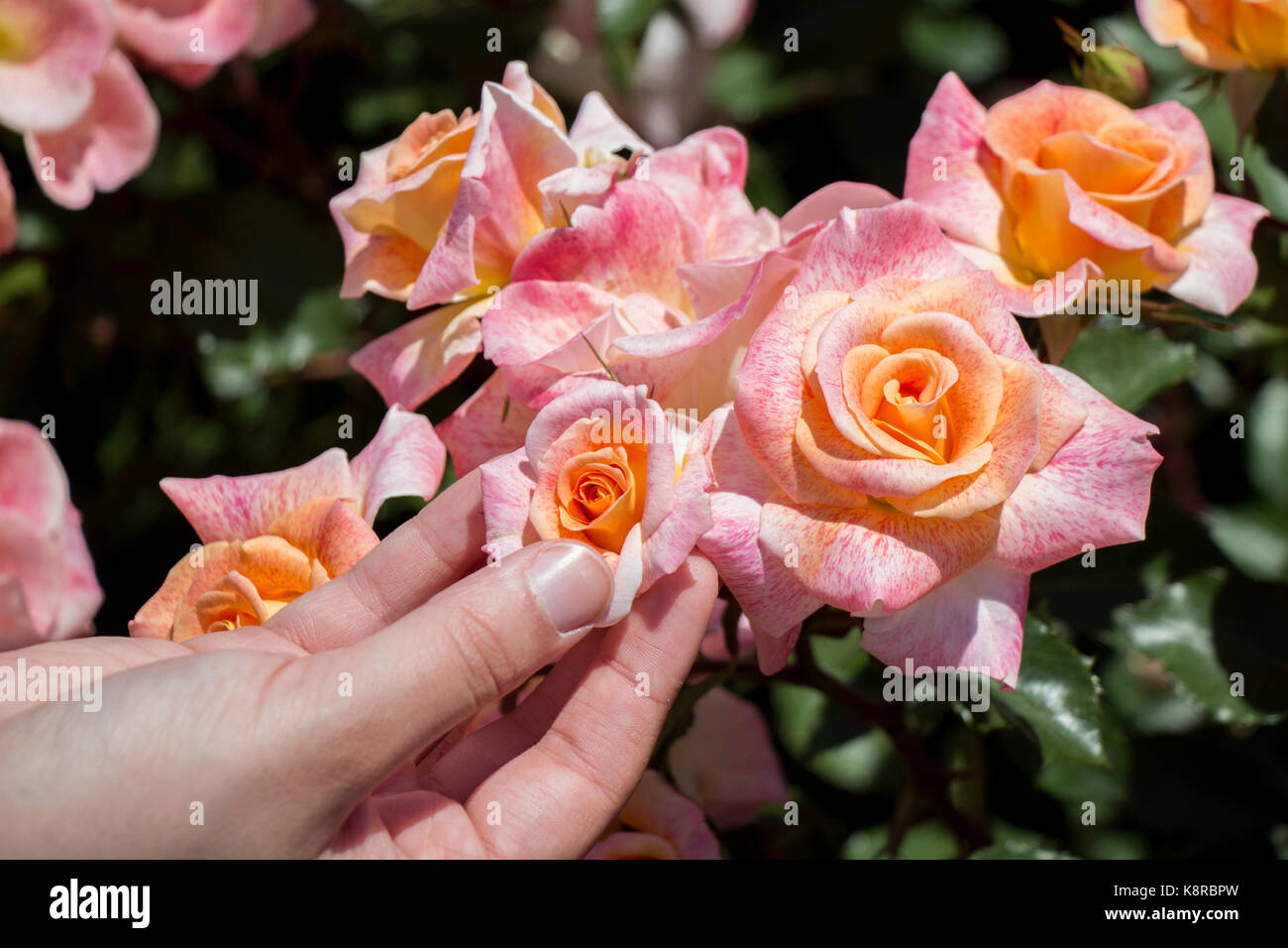 Beautiful fresh roses in hand Stock Photo - Alamy