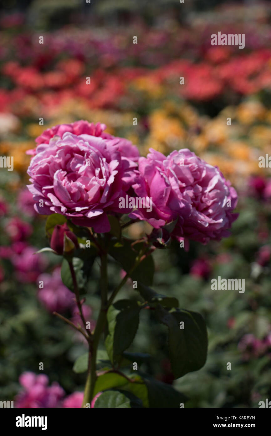 Rose garden full of beautiful fresh roses Stock Photo - Alamy