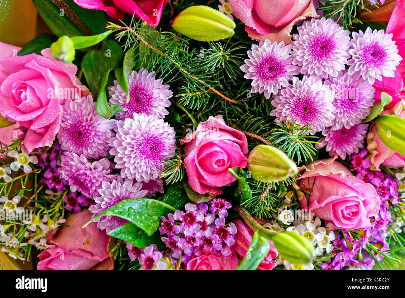 Flowers Roses Pinks Language of flowers Stock Photo - Alamy