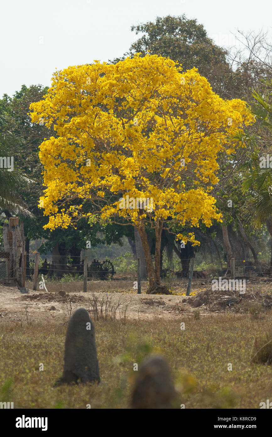 Trumpet tree pantanal hi-res stock photography and images - Alamy