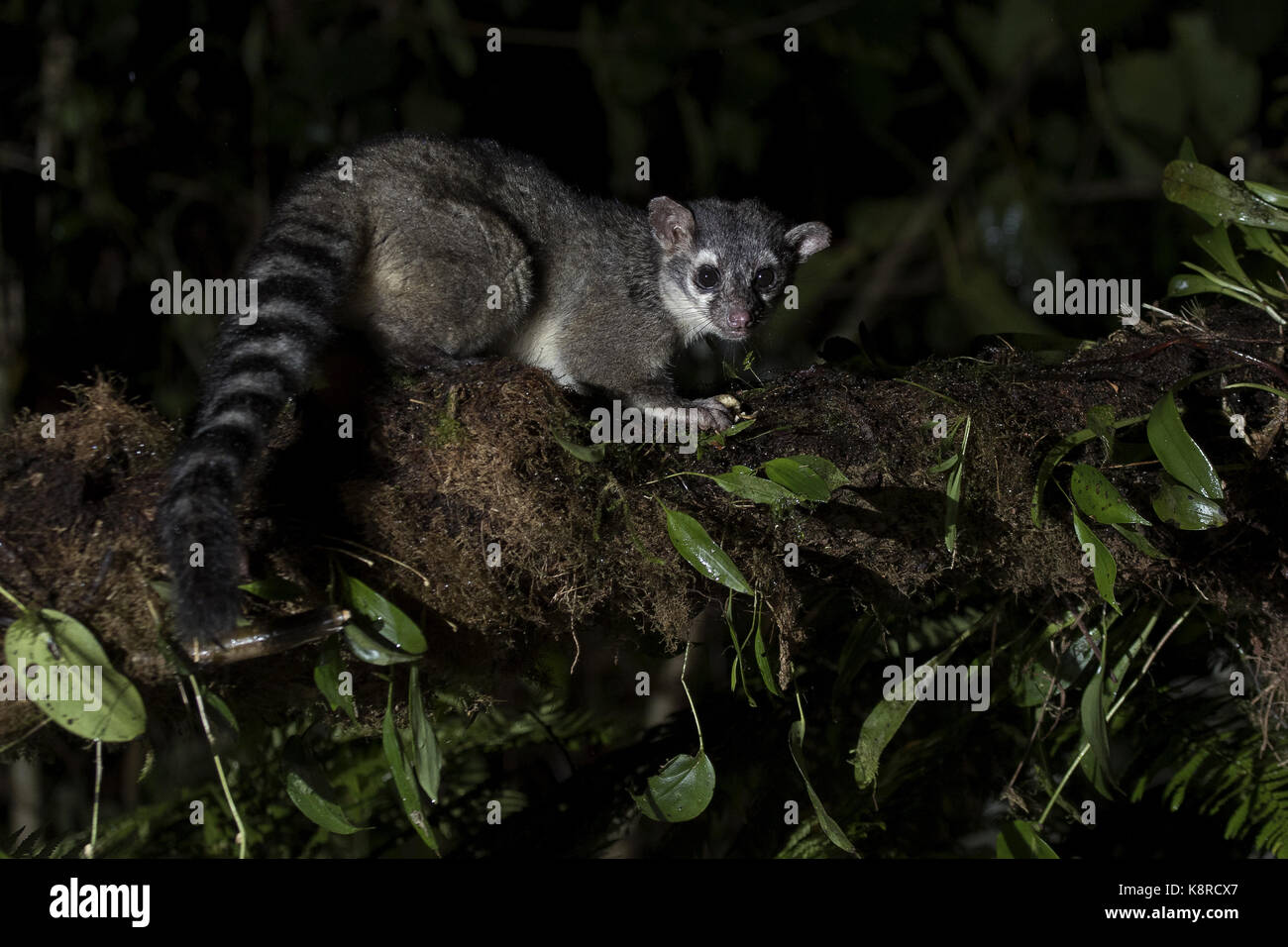 Central American Cacomistle (Bassariscus sumichrasti), on mossy branch ...