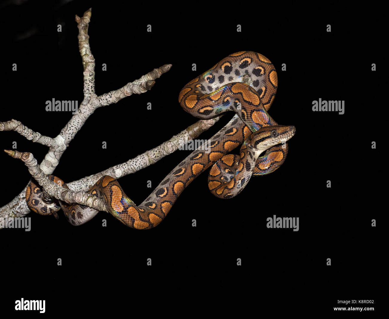 Brazilian Rainbow Boa (Epicrates c. cenchria), juvenile, Amazonas ...