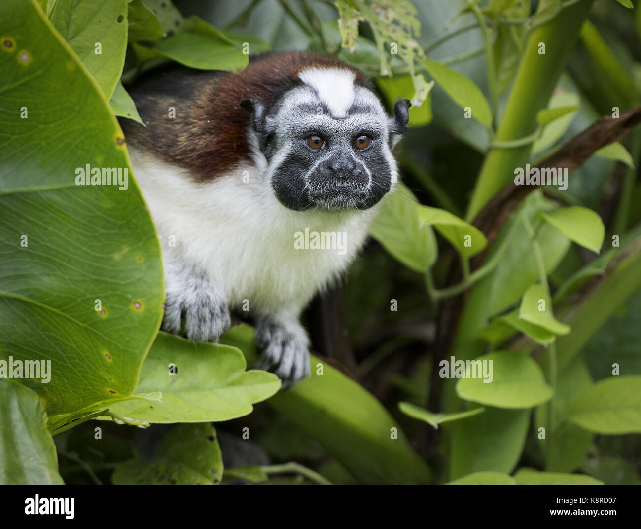 Geoffroy's Tamarin (Saguinus geoffroyi), lake Gatun, Panama Stock Photo ...