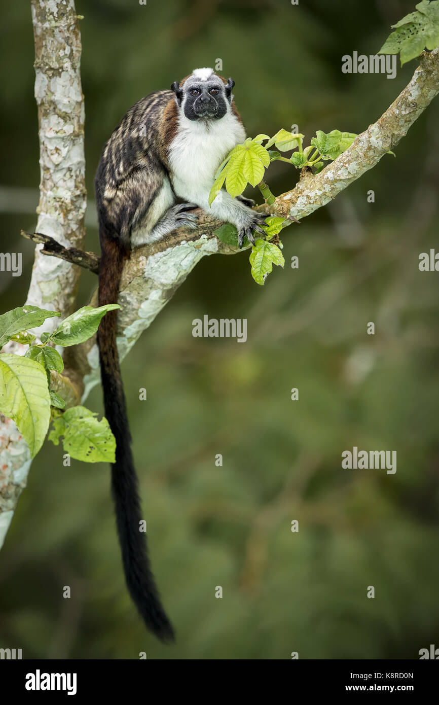 Geoffroy's tamarin (Saguinus geoffroyi), Gamboa, Panama, November Stock ...