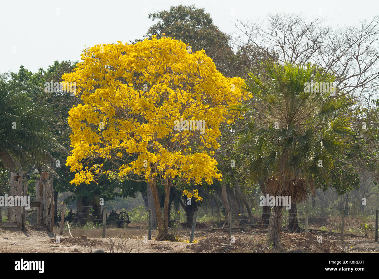 Trumpet tree pantanal hi-res stock photography and images - Alamy