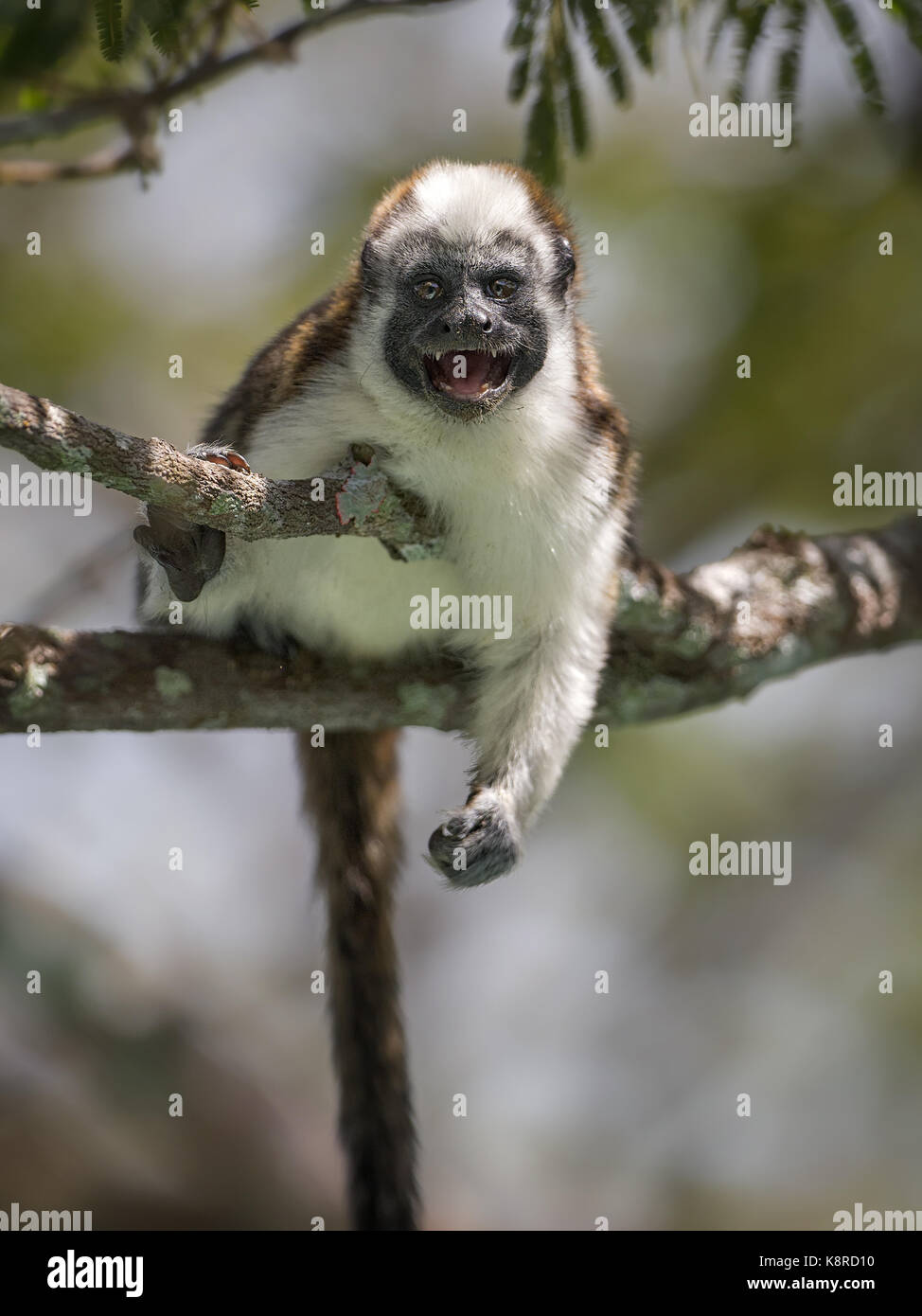 Geoffroy's Tamarin (Saguinus geoffroyi), juvenile calling; Gamboa ...