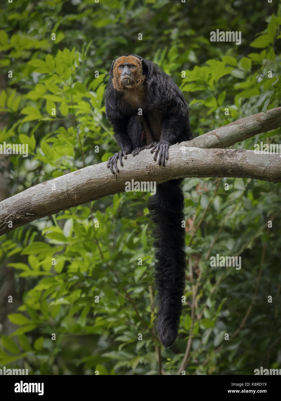 Pithecia pithecia chrysocephala hi-res stock photography and images - Alamy
