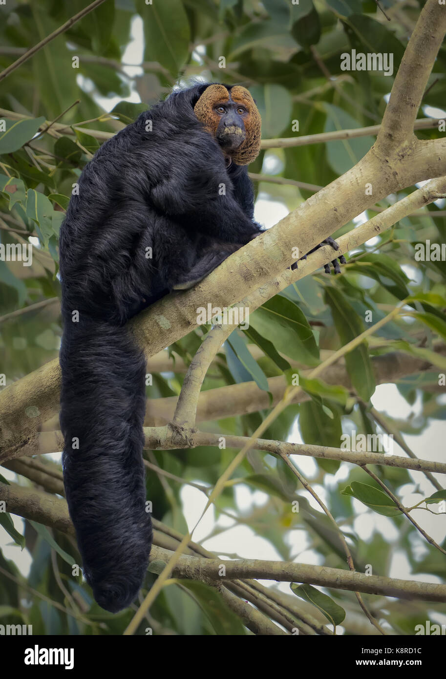 Pithecia pithecia chrysocephala hi-res stock photography and images - Alamy