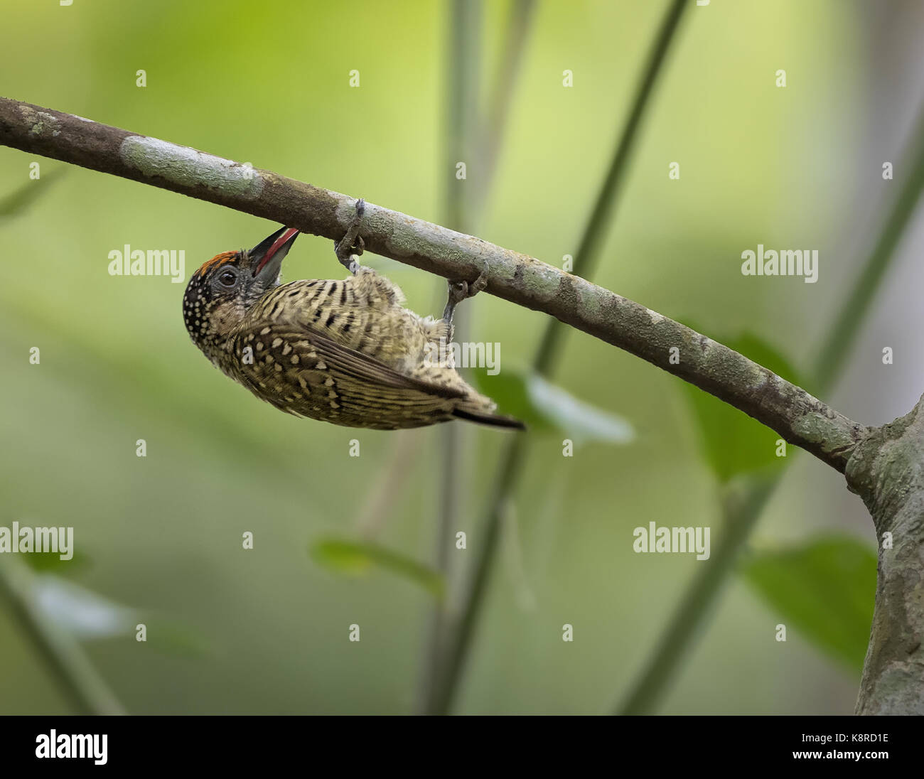 Golden-spangled Piculet (Picumnus exilis), feeding on sap, Amazonas ...