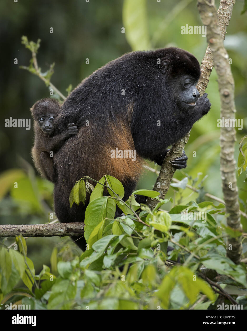 Mantled Howler monkey (Alouatta palliata), female with infant, Gamboa ...
