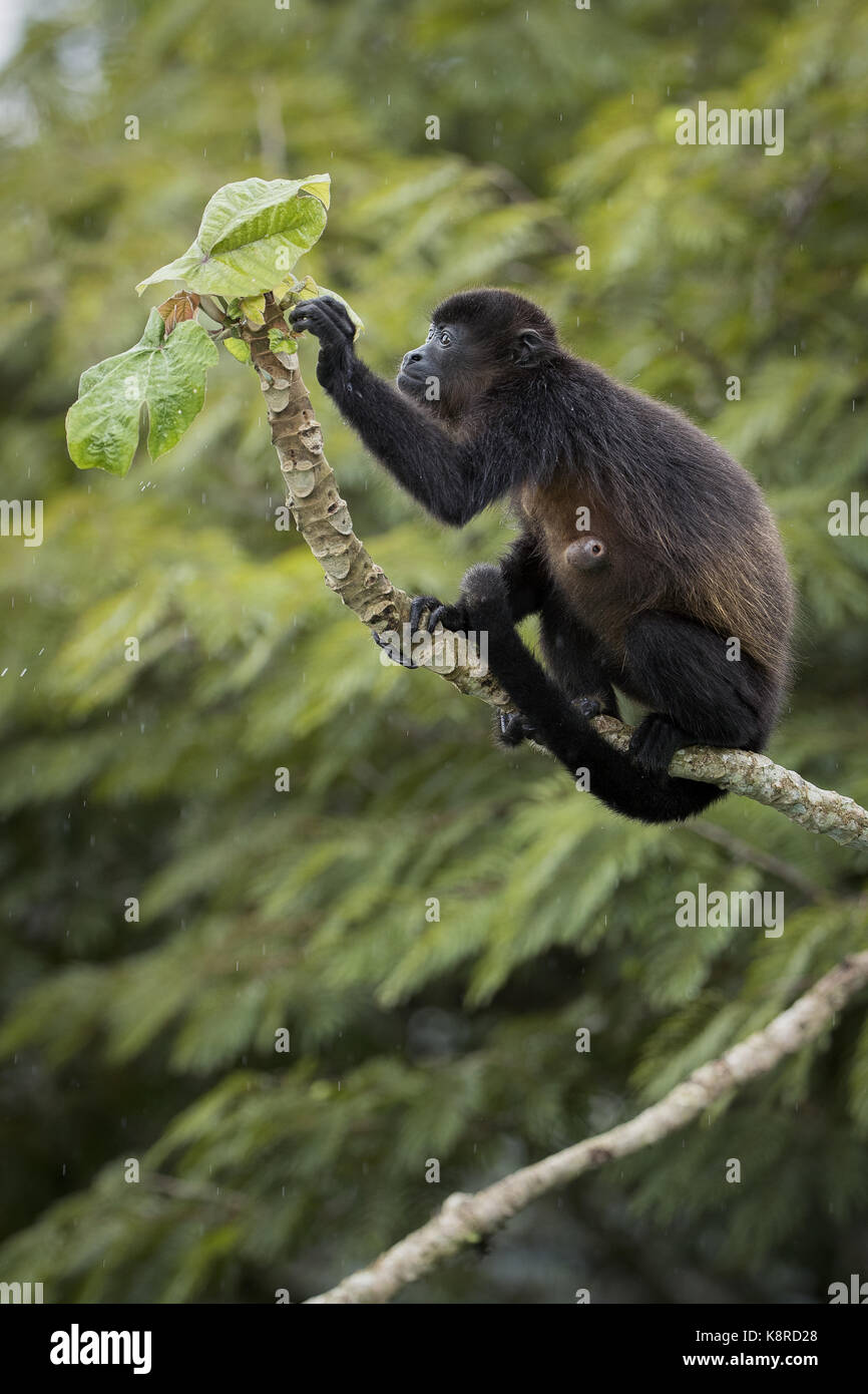 Mantled Howler monkey (Alouatta palliata), showing infestation by ...