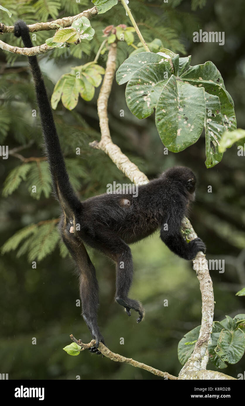 Mantled Howler monkey (Alouatta palliata), showing infestation by ...