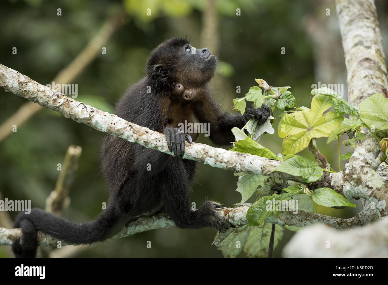 Cuterebra hi-res stock photography and images - Alamy